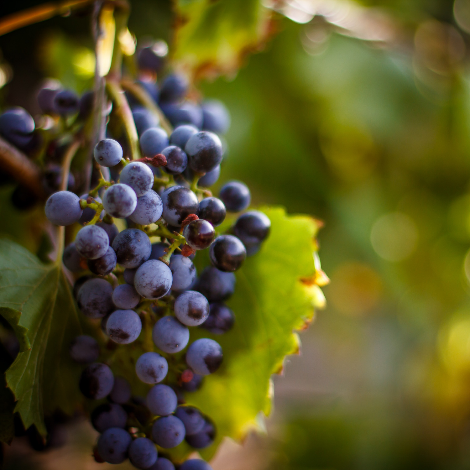 INTERNATIONAL CABERNET SAUVIGNON - Casa Marron