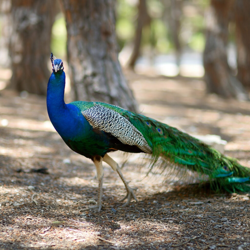 Insel Kos in Griechenland | Grecotel LUXME Kos