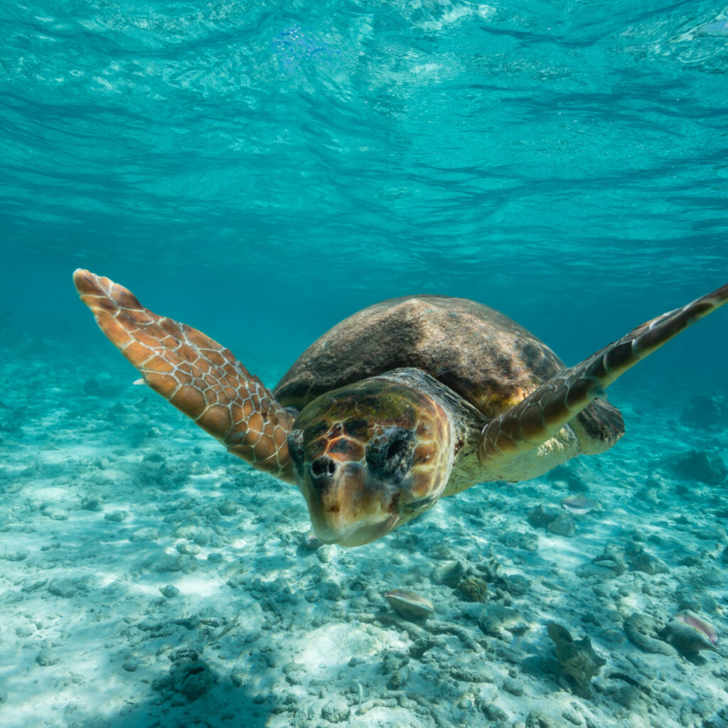 WORLD SEA TURTLE DAY - White Palace