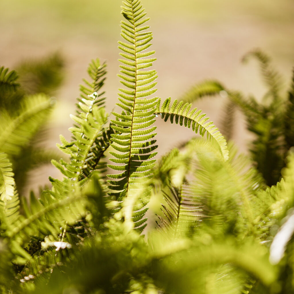 Summer Experiences in Corfu | Grecotel LUXME Costa Botanica